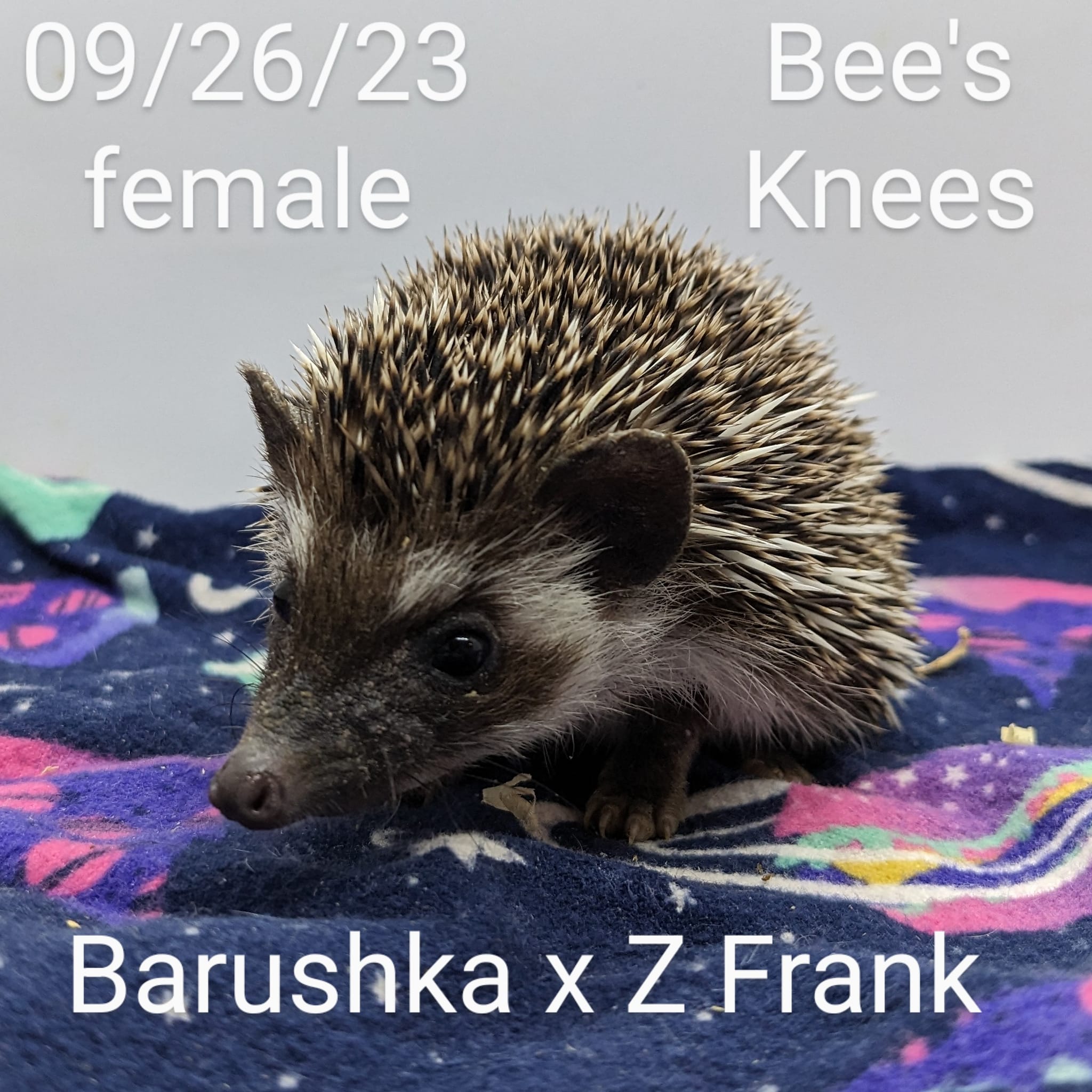 Buy A Hedgehog From Hedgehog Valley