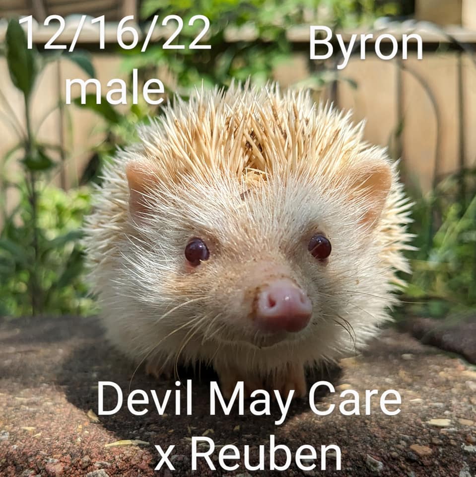 Buy A Hedgehog From Hedgehog Valley